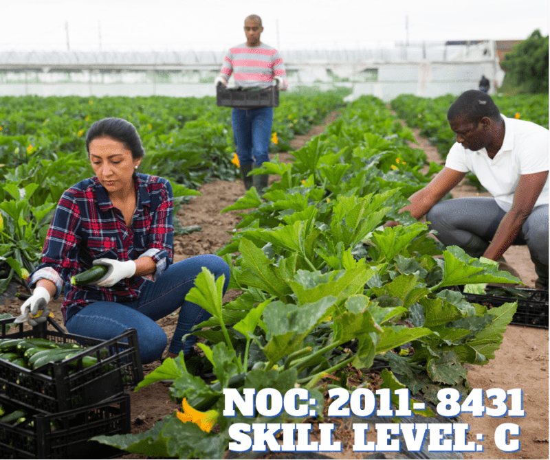 Canada General Farm Worker Jobs for Foreigners | USCANADAVLOG
